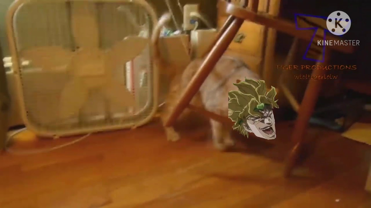 Angry cat DIO - YouTube