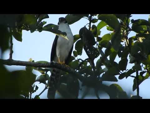 Collared Forest-Falcon // Halcón Selvático de Collar CANTANDO - YouTube