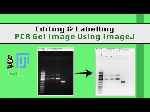 ImageJ for Editing & Labelling PCR Gel Image | Biotechnology
