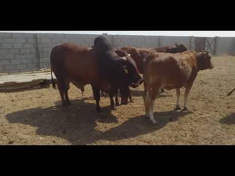 Cow mating 