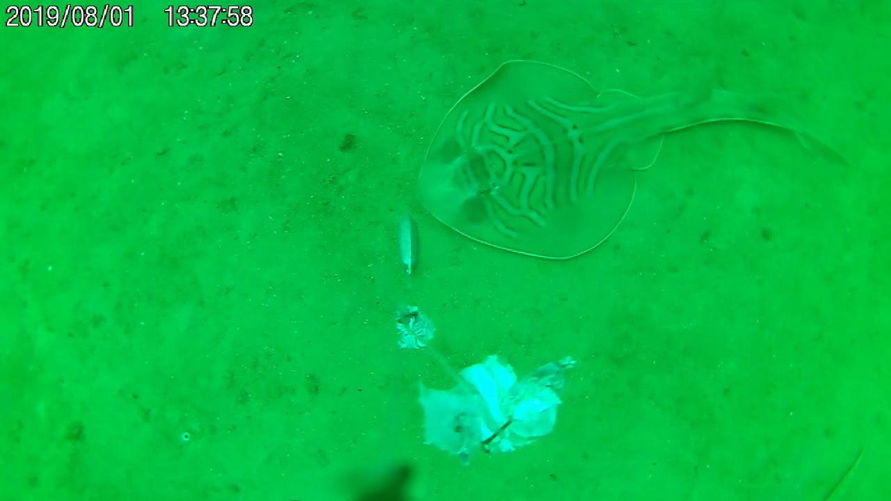 Underwater camera flathead fishing footage Shellharbour NSW South Coast ...