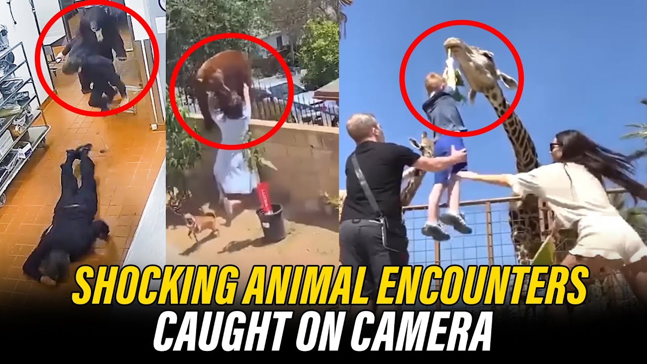 Shocking Animal Encounters Caught on Camera 2025 | Wild Animal Attacks ...