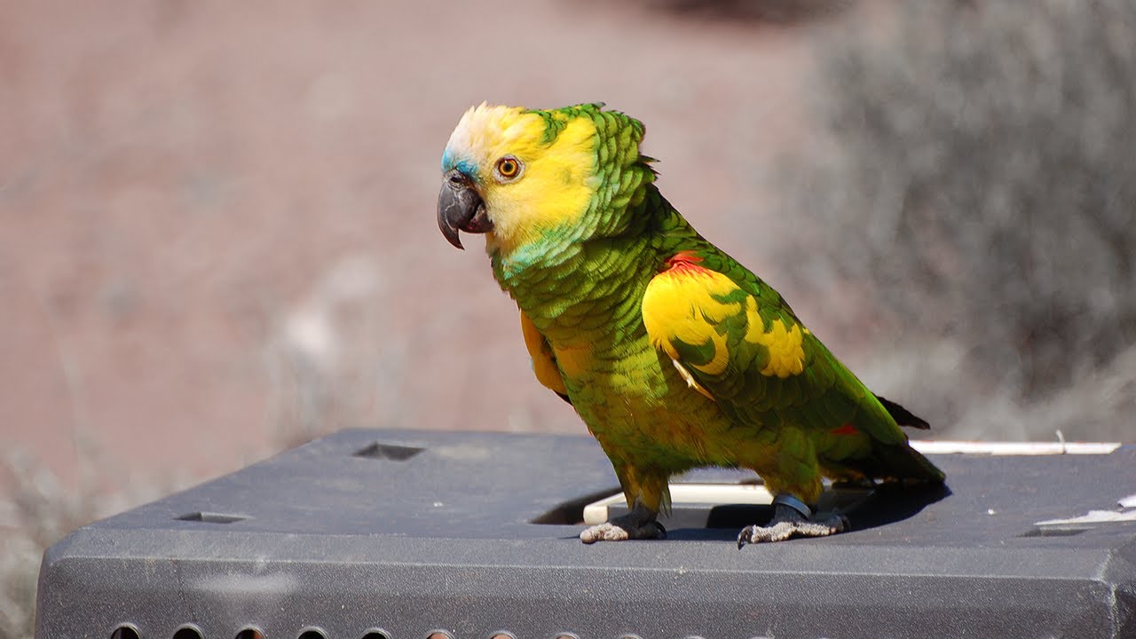 Amazon Parrot Talking | Hi Storm - YouTube
