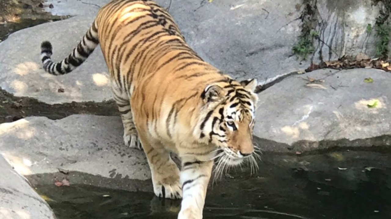 Timmy the tiger swimming!!! - YouTube