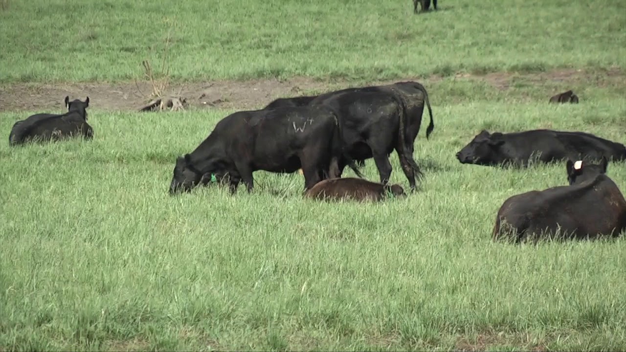 Ron Wilson Branding - YouTube