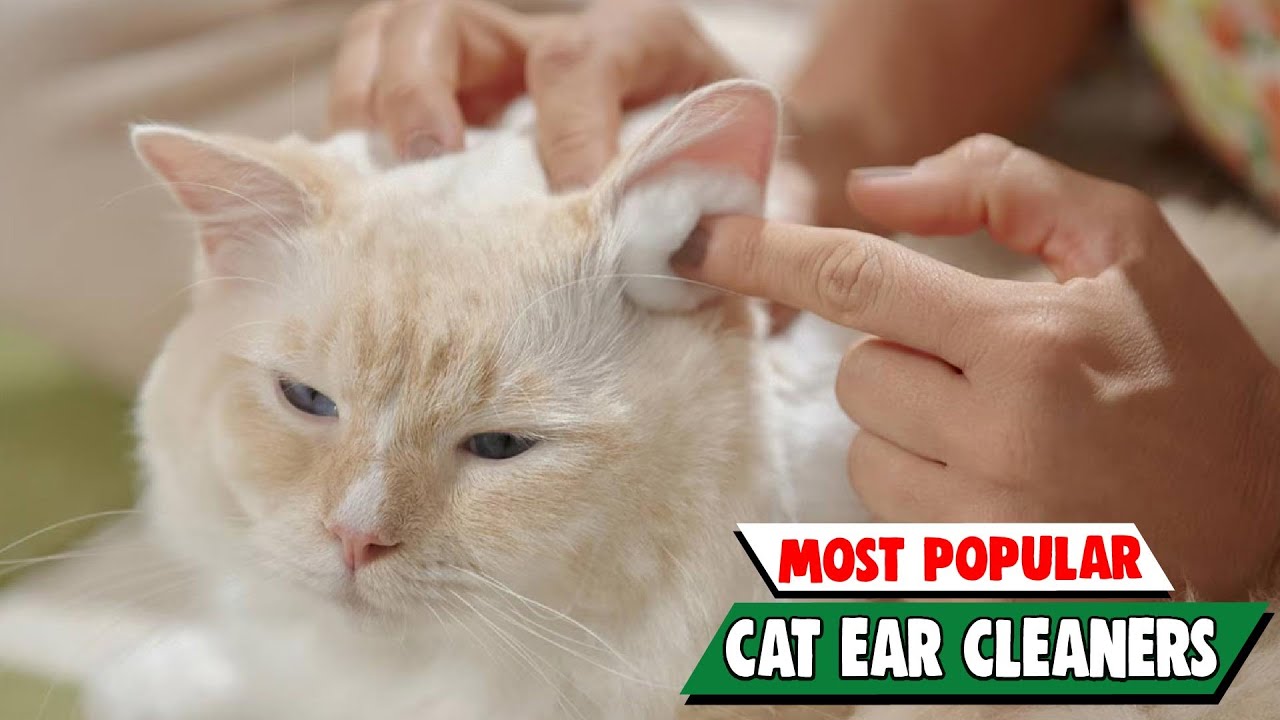 ** Kitty Ear Gunk No More! Safe & EASY Cat Ear Cleaning at Home (Vet ...