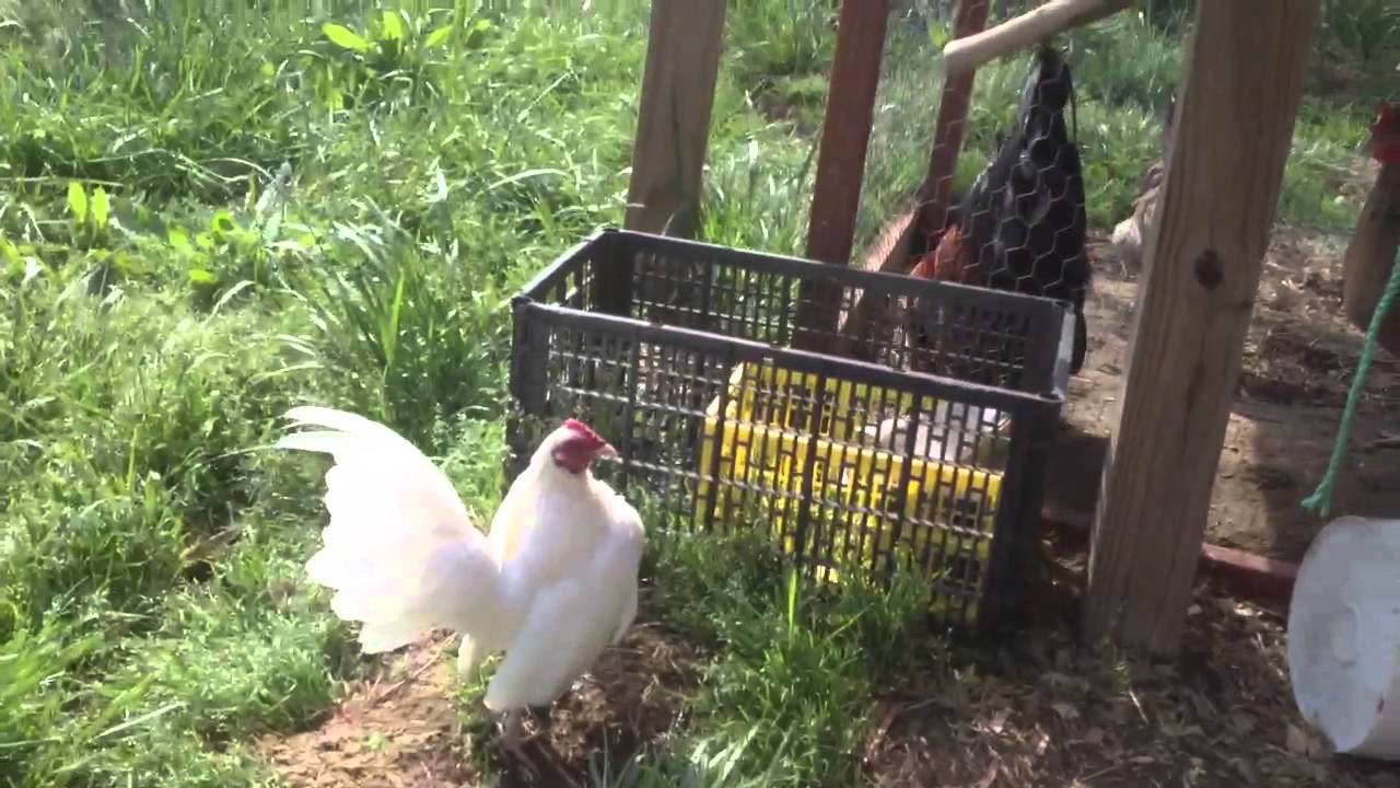 White old English game bantam (grand reserve champion) - YouTube