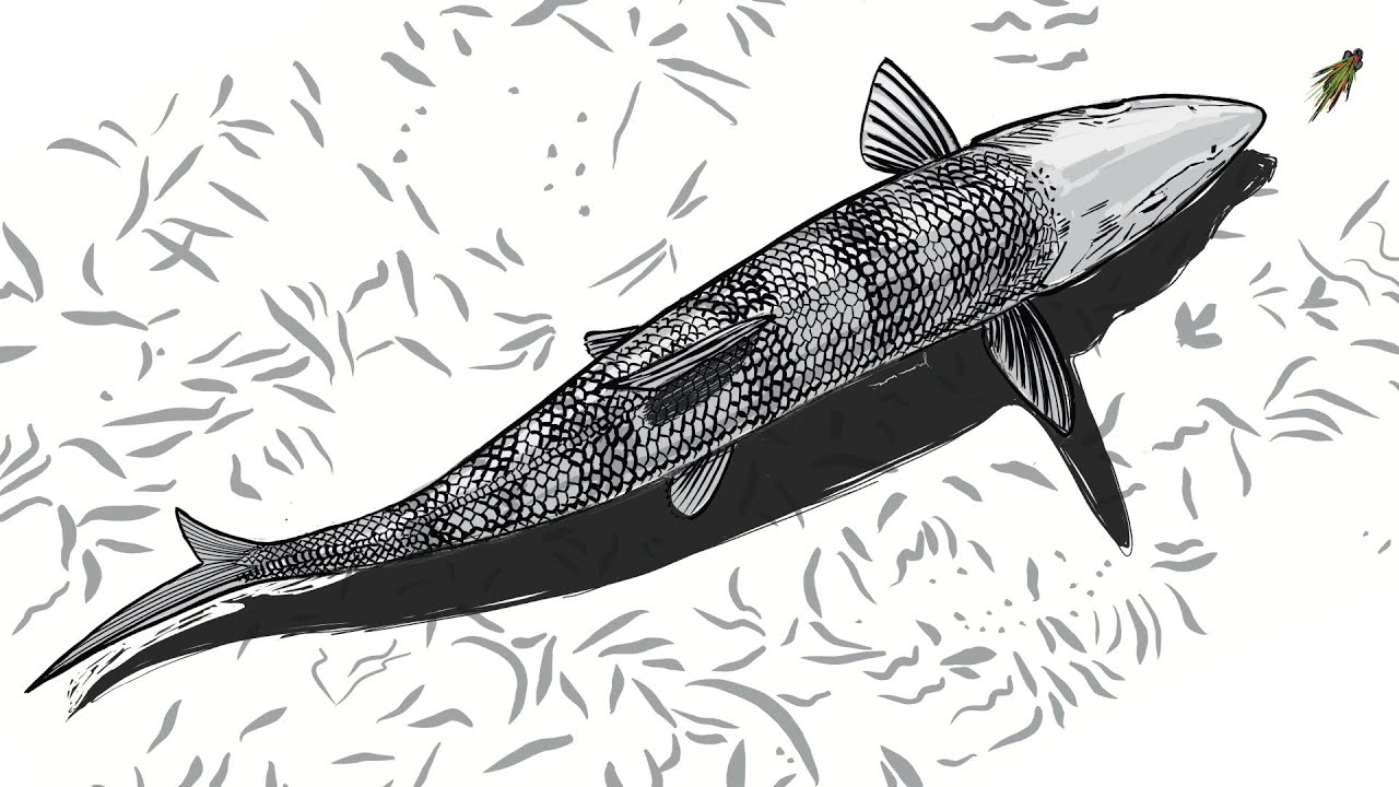 Drawing the bonefish grey ghost fly fishing art - YouTube