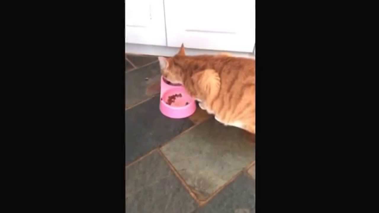 FaZe Kitty: #FaZe5 Winner @KittyxHD - YouTube