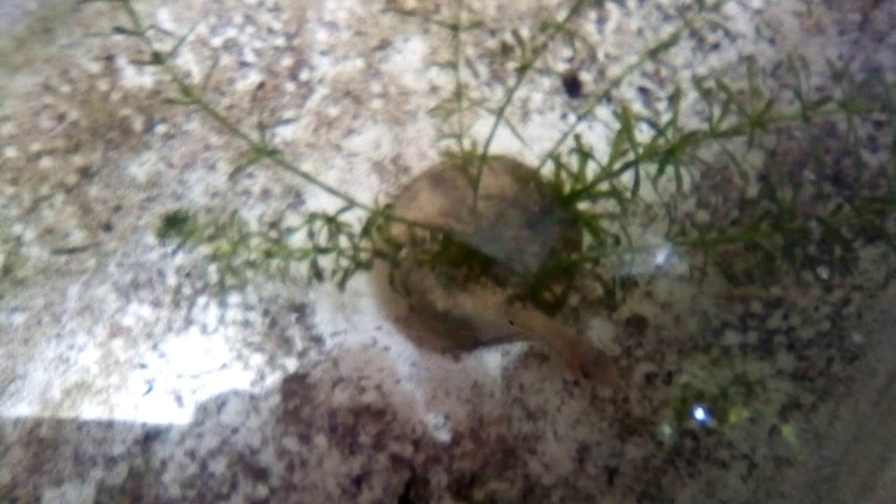 Mga alagang isda nila kirby and khevin - YouTube