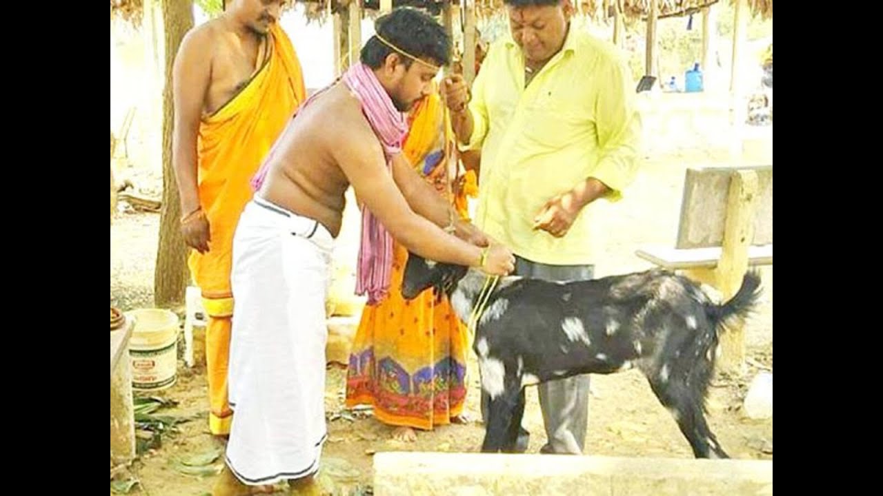 Andhra man marries a goat in hopes of finding a real wife - YouTube