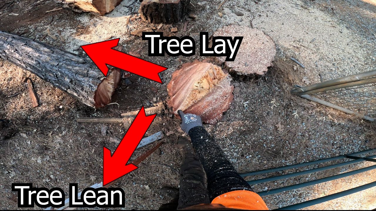 Using a Dutchman to Swing a Tree!! #arborist #treecutting #chainsaw ...