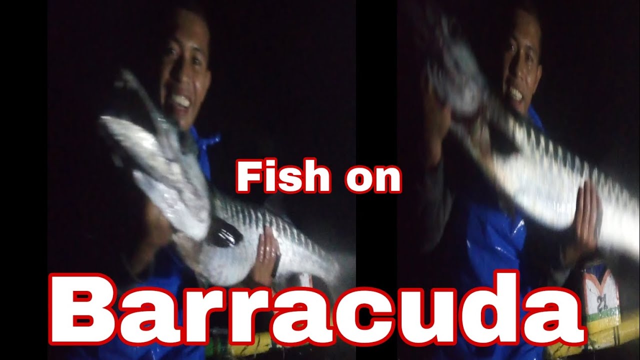Night Handline Fishing[Fish on giant barracuda - YouTube