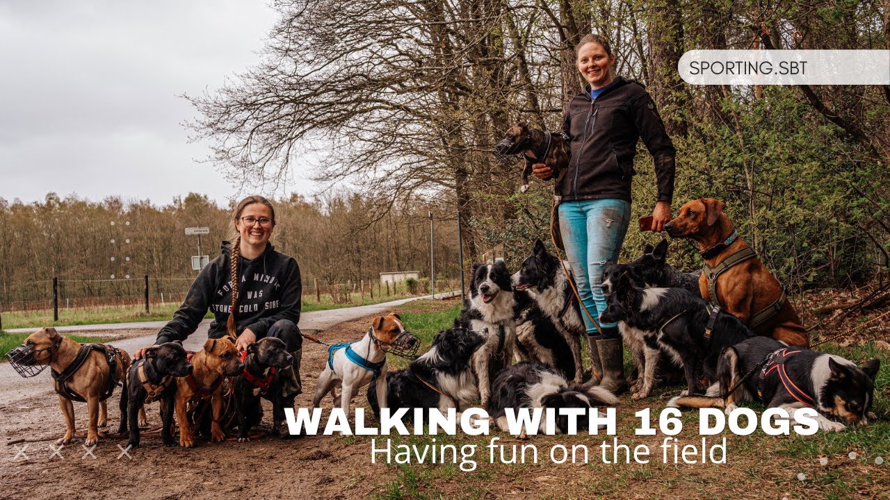 Walking with 16 dogs & having fun on the field. - YouTube