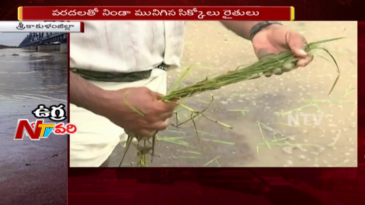 Farmers Face Problems With Heavy Rains | Damaged Paddy Crops | Huge ...