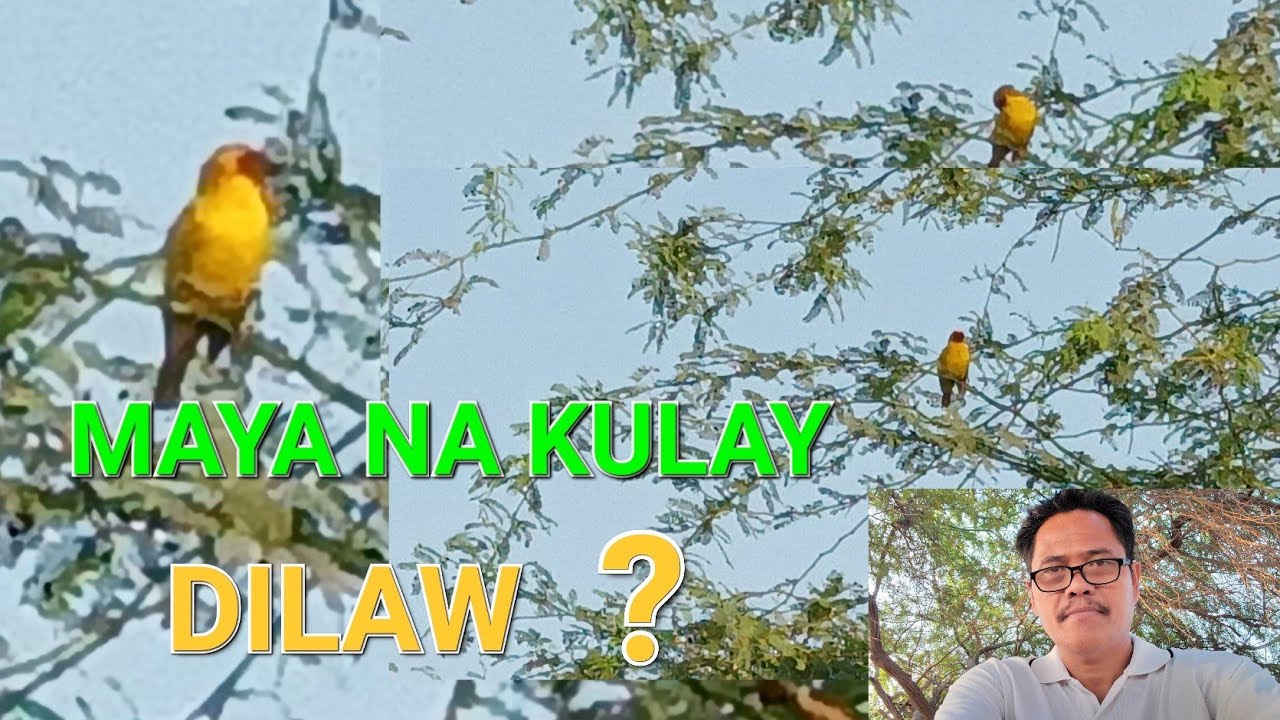 ibong maya kulay dilaw - YouTube