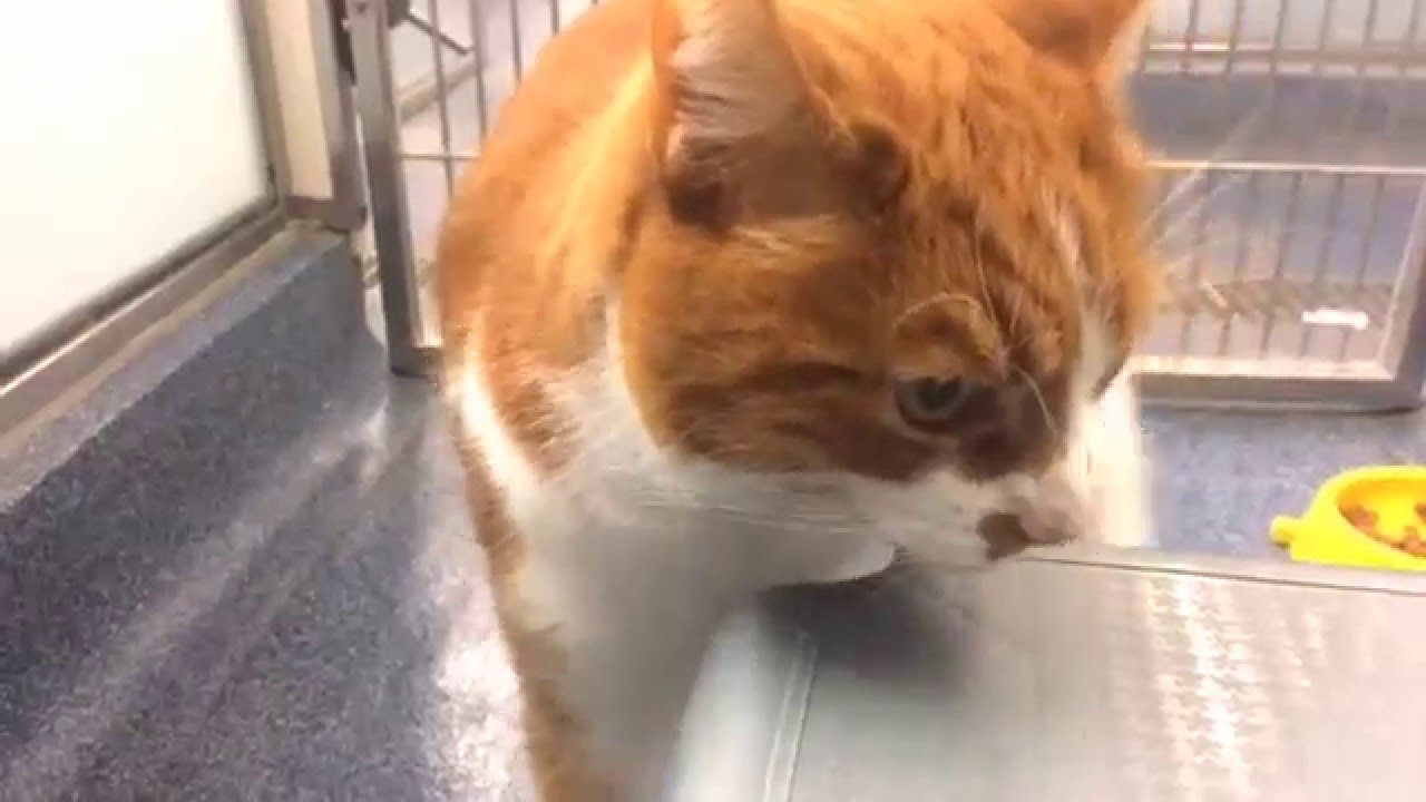friendly ginger-and-white cat, Oscar, loves being petted - YouTube