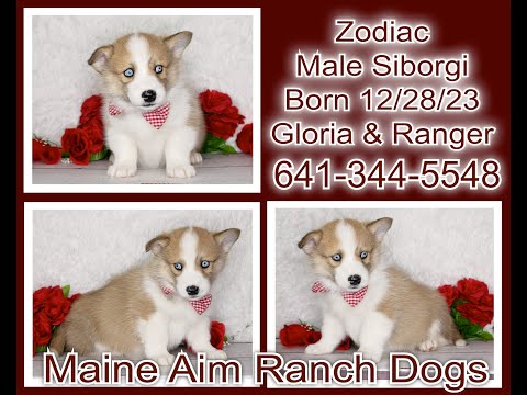 Siborgi or Horgi the mix between the Husky Corgi these pups are 8 weeks old and so playful!