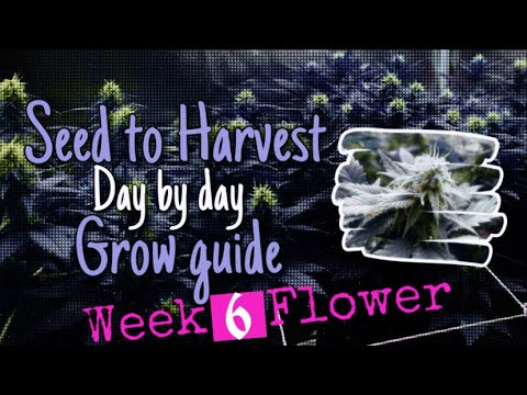 Day by Day Seed to Harvest Cannabis Grow Guide: Week 6 Flower stage 3x3 ...