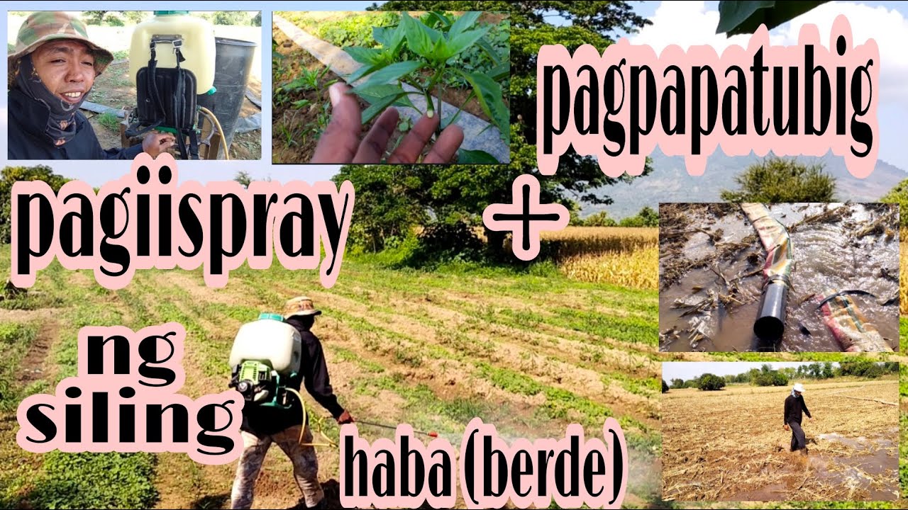 VLOG#40 PAG IISPRAY NG SILING HABA (BERDE)+PAGPAPATUBIG - YouTube