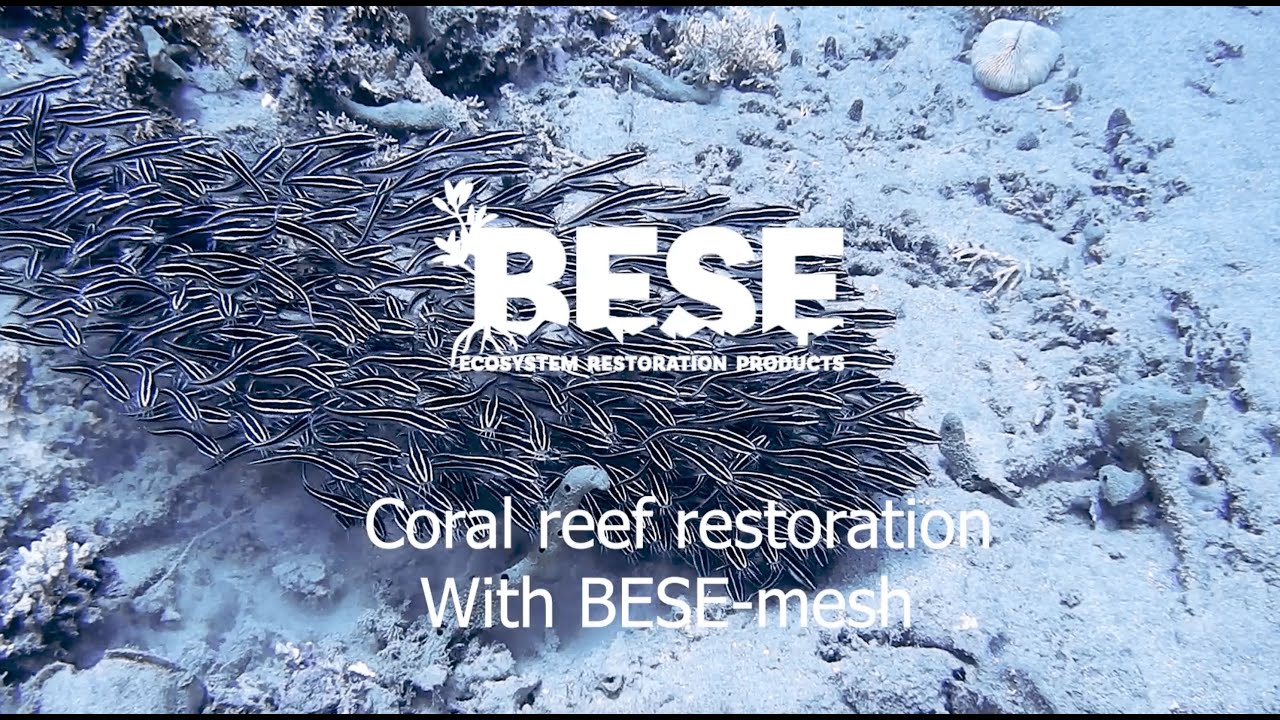 BESE-mesh coral reef restoration with coral rubble after 13 months ...