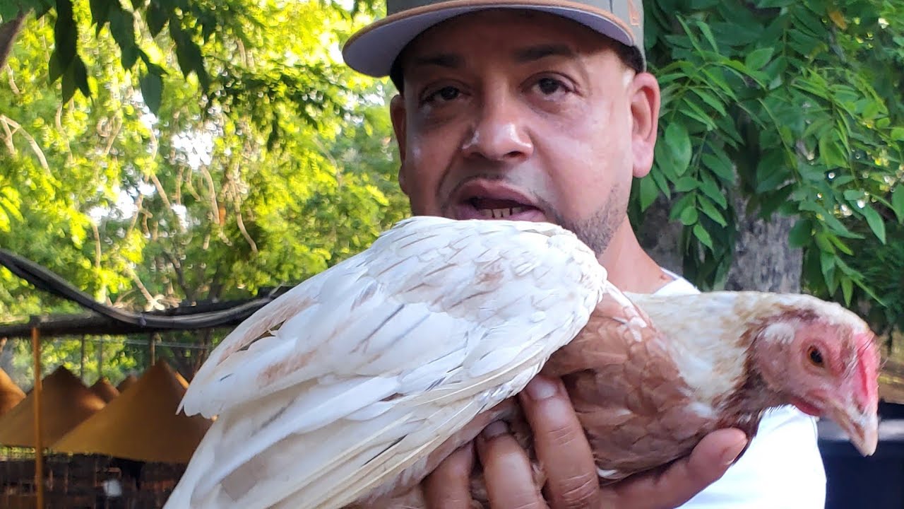 EDWIN VALERIO BM PRESENTA LA 2383 ( HUEVITO DE ORO) HASTA LOS NIÑOS ...