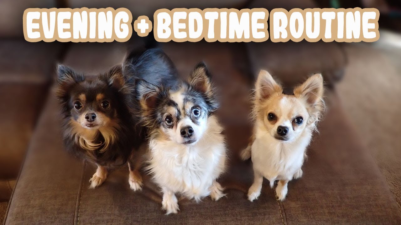My Dogs Evening and Bedtime Routine! Plus- What's For Doggy Dinner ...