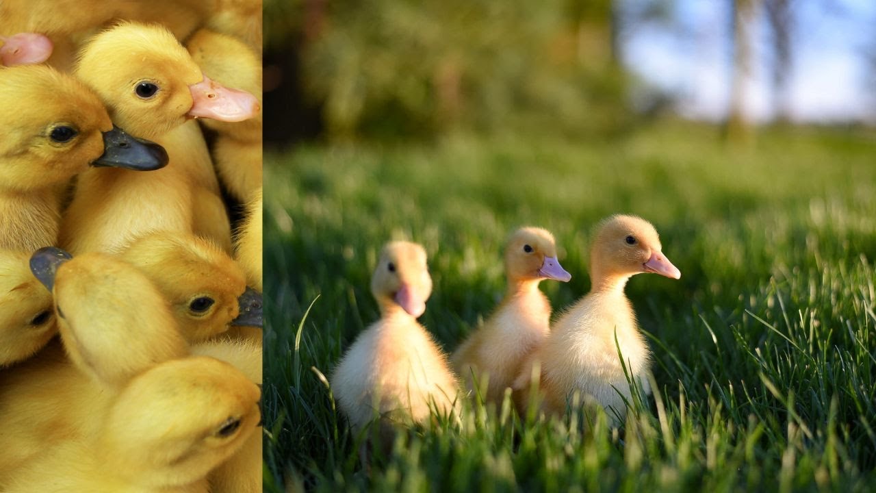 Little ducks get feeds and bath and look even more fluffy! - YouTube