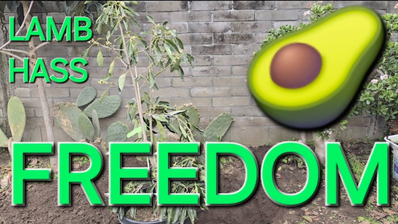 PLANTING A LAMB HASS AVOCADO TREE IN FREEDOM CALIFORNIA 🌿🥑 - YouTube