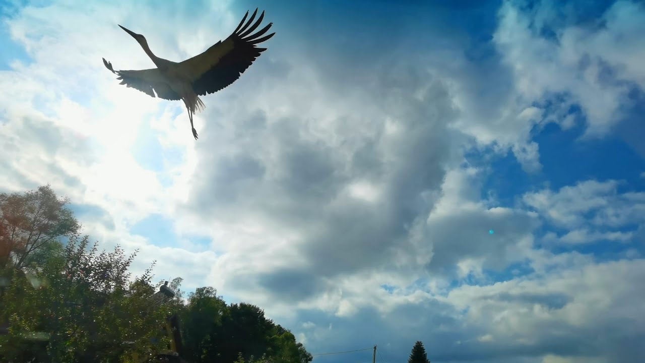 Щъркел на пътя и над колата - shturkel na putia - YouTube