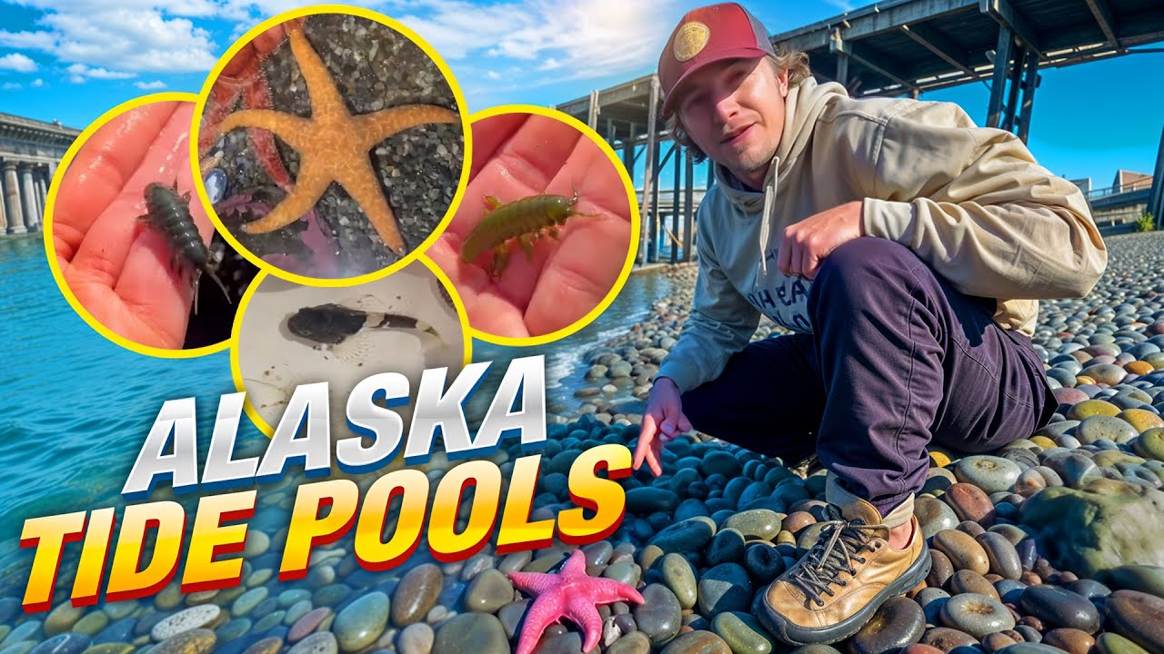 Hidden Ocean Creatures: Exploring Alaska’s Mysterious Tide Pools - YouTube