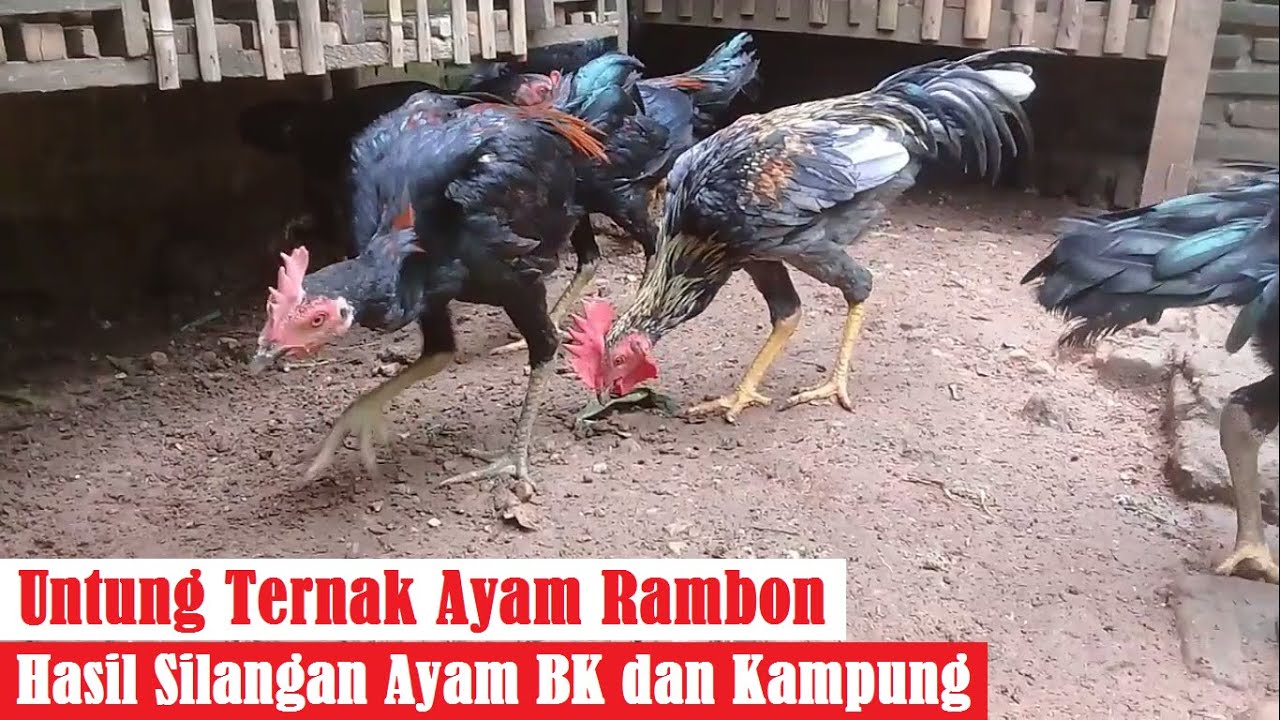 Untung Besar Ternak Ayam Rambon | Hasil Silang BK dan Kampung - YouTube