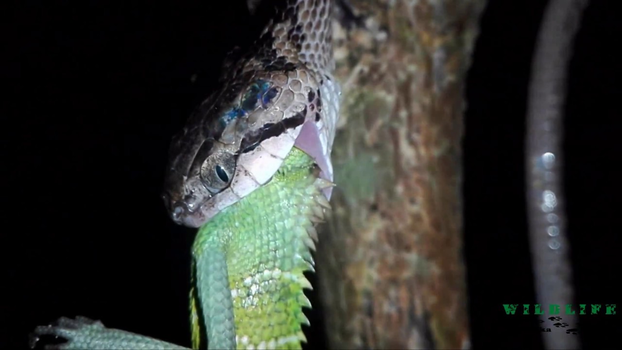 A snake eating a lizard. Night Hunters - YouTube