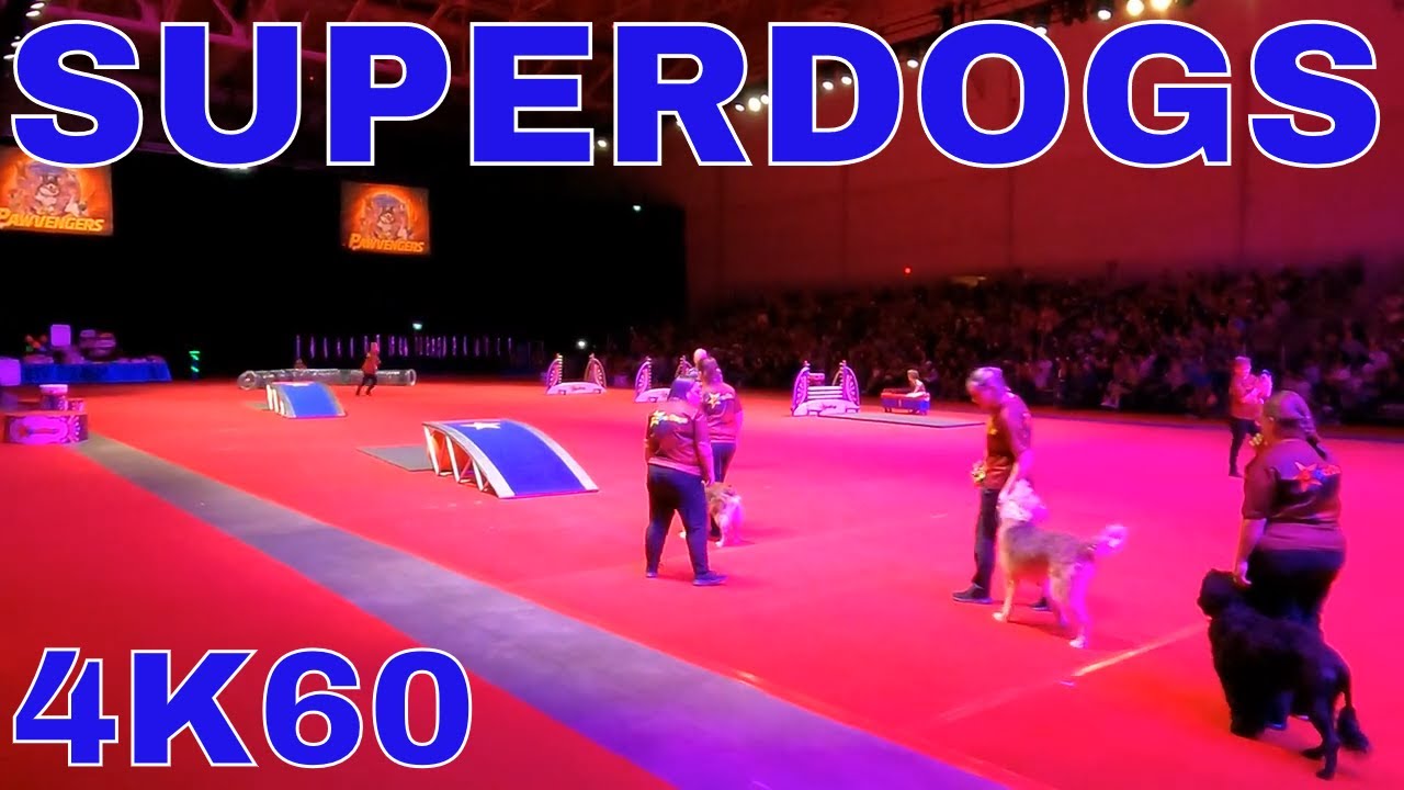 PAWVENGERS SUPERDOGS SHOW - CNE DOG SHOW - Toronto - Summer 2022 - Go ...