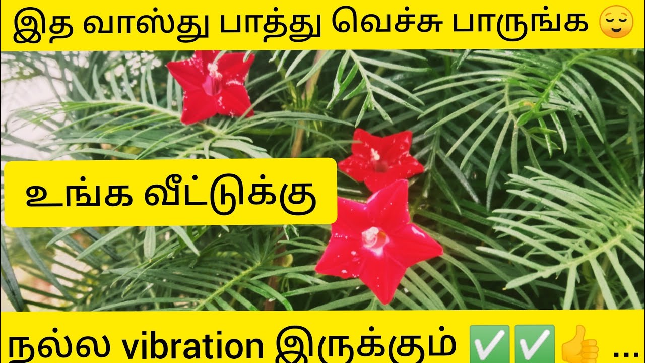 இத வாஸ்து பாத்து வெச்சு பாருங்க உங்க வீட்டுக்கு நல்ல vibration ...