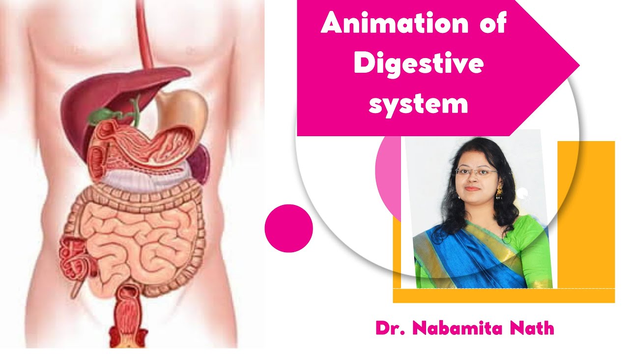 Animation of Digestive system, GIT, - YouTube
