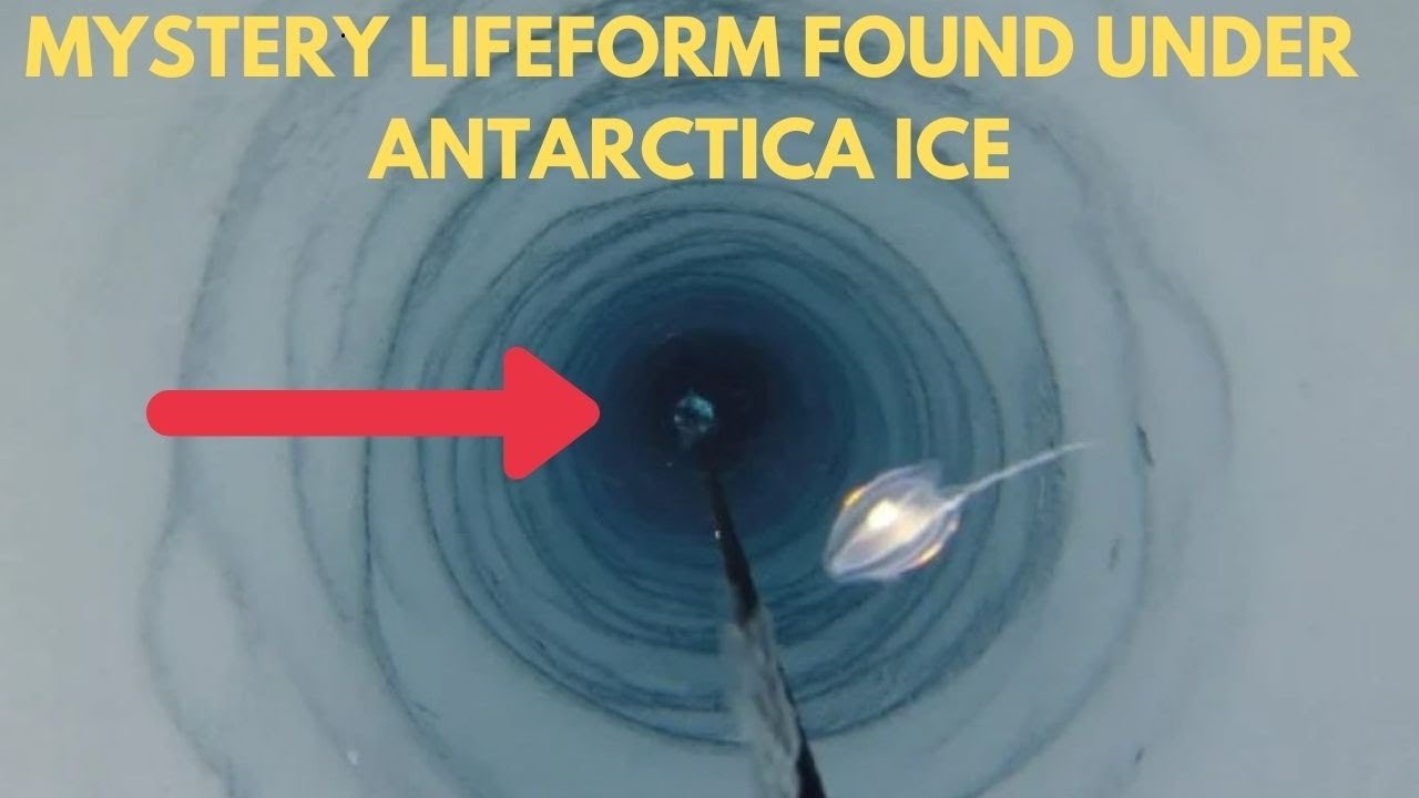 Strange Creatures Accidentally Discovered Beneath Antarctica's Ice ...