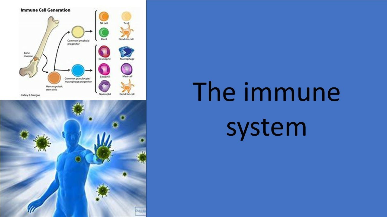 The immune system of human body - YouTube