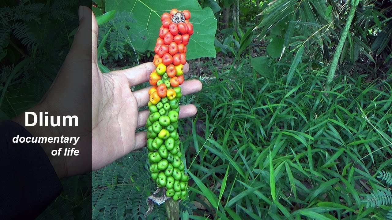 Walur (Amorphophallus variabilis) - part 2 - YouTube