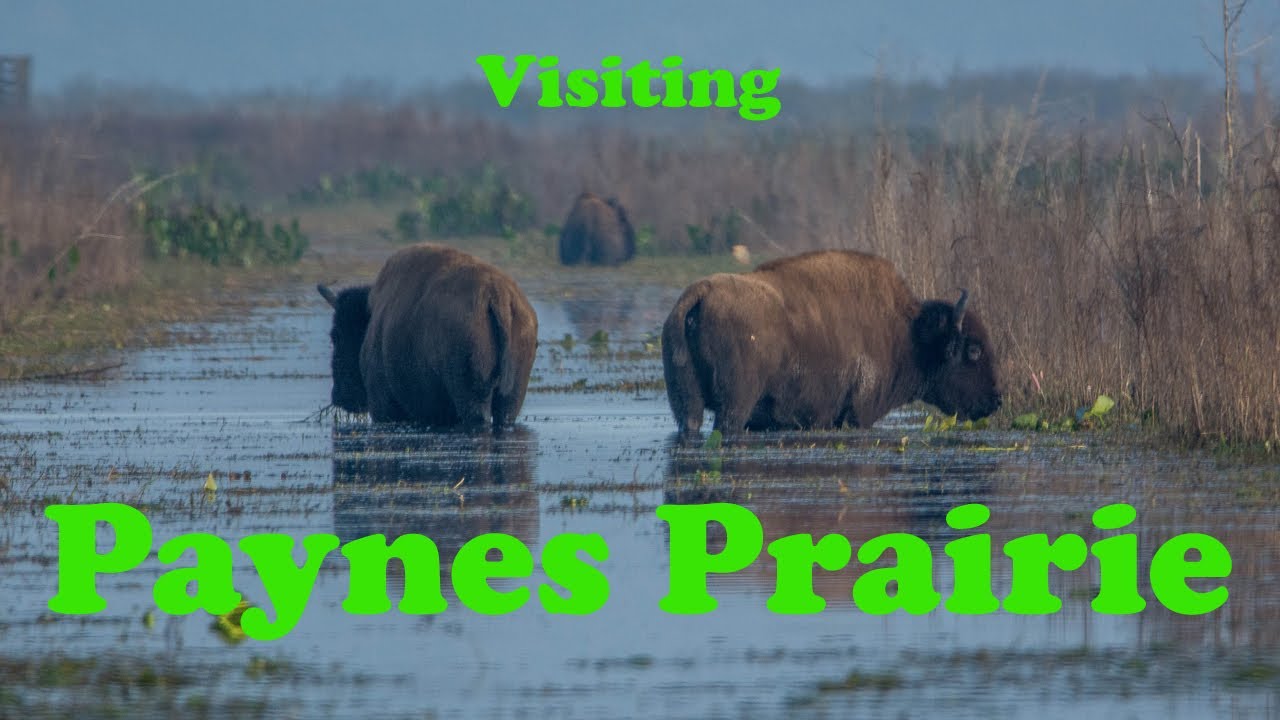 Paynes Prairie Preserve State Park - YouTube