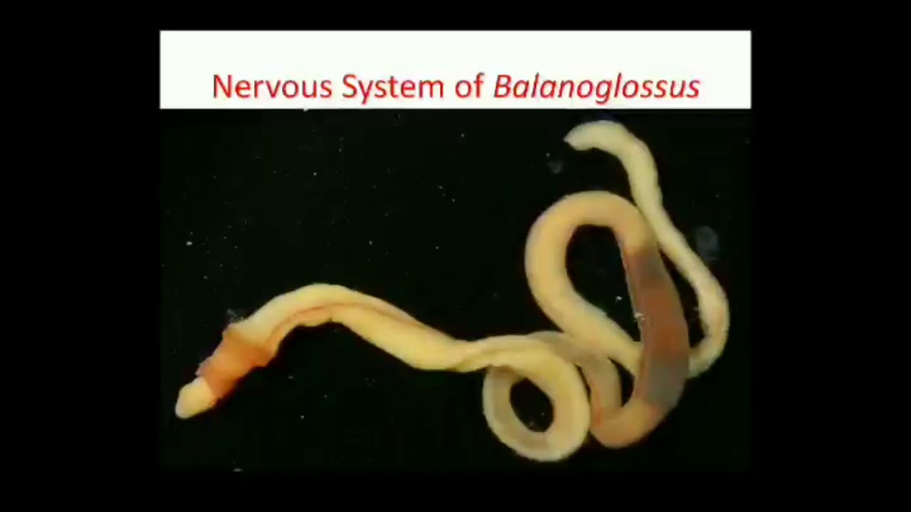 Nervous system of Balanoglossus - YouTube