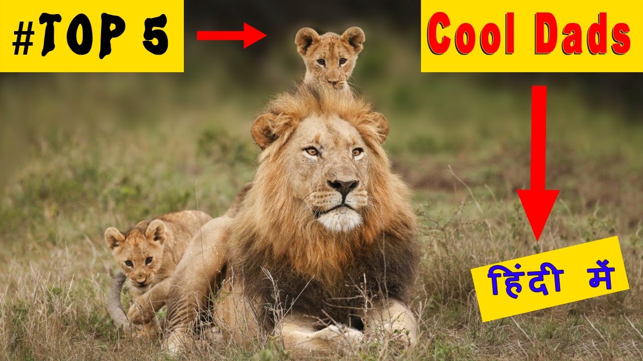 प्राणिजगत की सर्बश्रेस्त्रा ५ पिता | Top 5 best Animal Dads of the ...