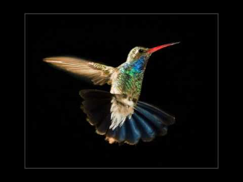 Pasarea Colibri  -  Lantul coliviilor (audio hd)
