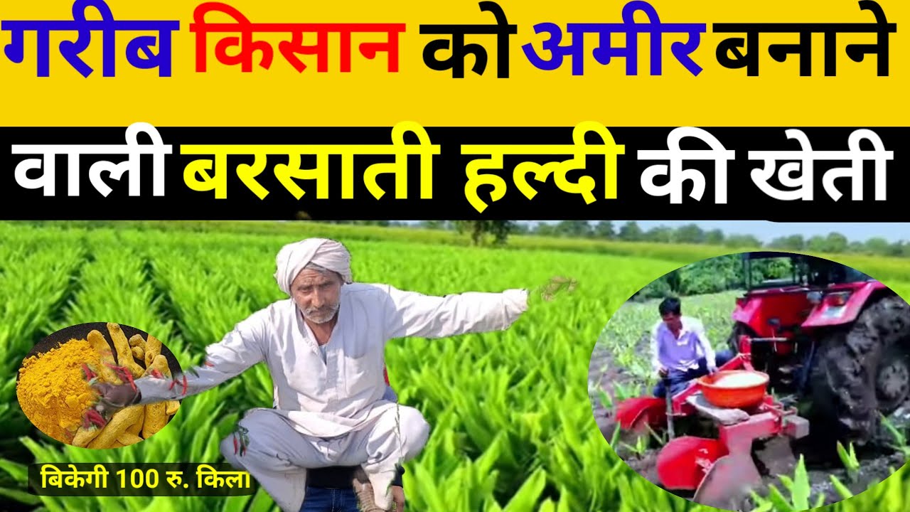 हल्दी की खेती कैसे करें |Turmeric farming in India |Haldi ki kheti ...