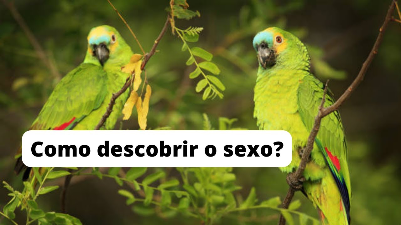 Tudo sobre Papagaios, papagaio verdadeiro como descobrir o sexo - YouTube