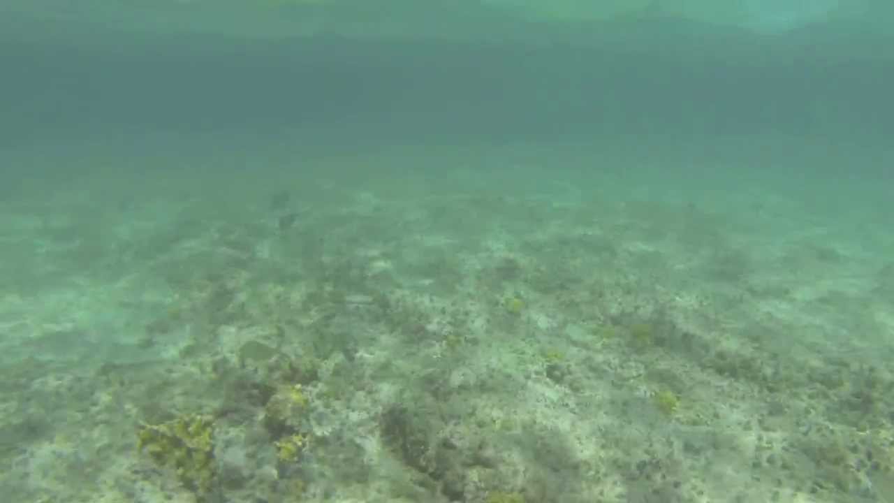Snorkeling in Coco Cay, Bahamas - YouTube