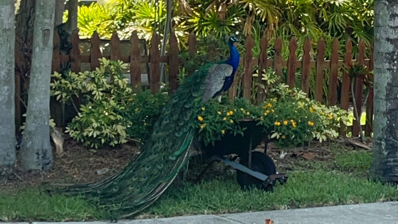 Peacock friends #peacock #peaceful #animals #animallover #peafowl - YouTube