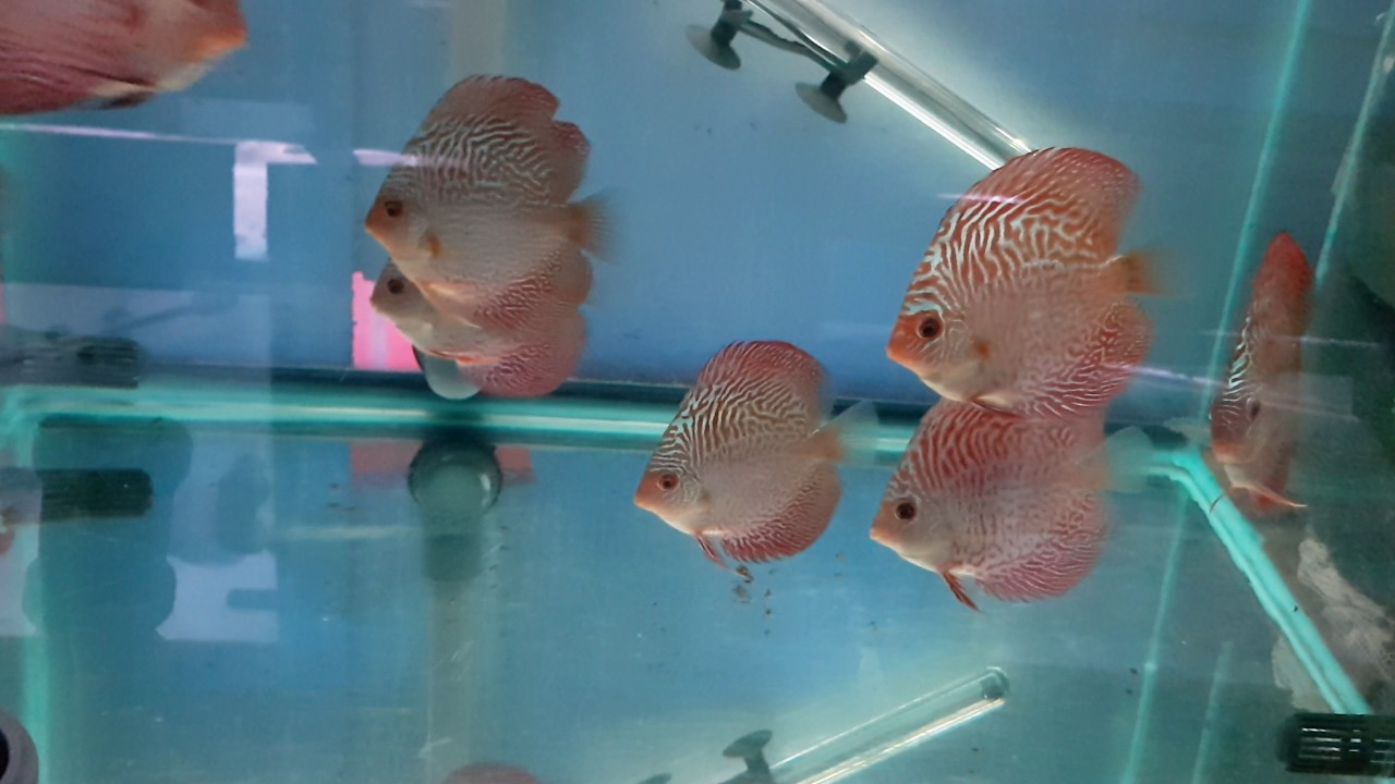 tiger snakeskin discus - YouTube