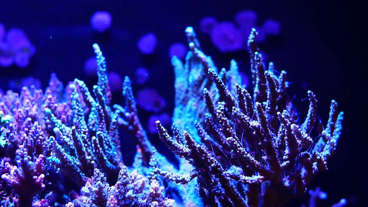 Horida acropora after water change - YouTube