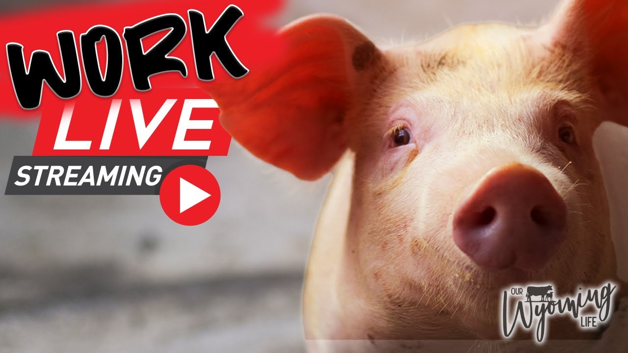 Work Stream! Let's finish the Pig Pen and Move Pigs! - YouTube